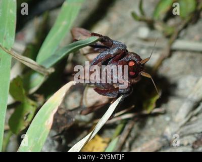 Saddleback Caterpillar Moths and Allies (Acharia) Insecta Stock Photo ...