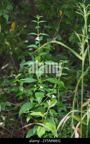 sharpwing monkeyflower (Mimulus alatus) Plantae Stock Photo - Alamy