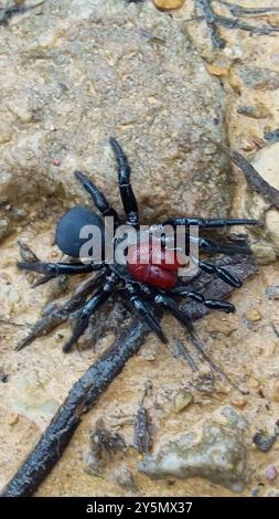 Red-headed Mouse Spider (Missulena occatoria) Arachnida Stock Photo - Alamy