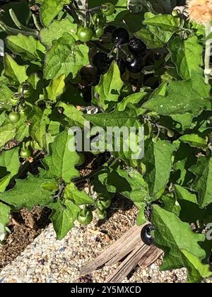 nightshades (Solanum) Plantae Stock Photo - Alamy