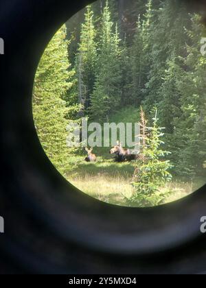Shiras Moose (Alces alces shirasi) Mammalia Stock Photo - Alamy