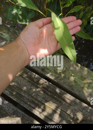 swamp dock (Rumex verticillatus) Plantae Stock Photo - Alamy
