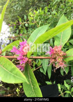 swamp loosestrife (Decodon verticillatus), Plantae, Le Vieux-Longueuil ...