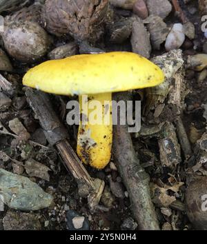 (Russula flavida) Fungi Stock Photo - Alamy