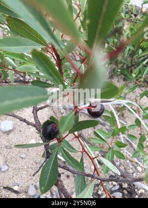 sand cherry (Prunus pumila) Plantae Stock Photo - Alamy