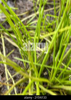 Strong Quillwort (Isoetes valida) Plantae Stock Photo - Alamy
