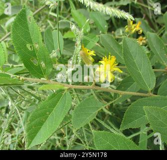 Velvet Raisin (Grewia flava), Plantae, Lephalale Rural, Lephalale, LP ...