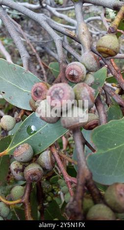 Brown Stringybark (Eucalyptus baxteri) Plantae Stock Photo - Alamy