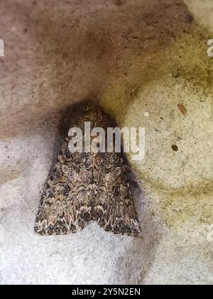 Nutmeg Moth (Anarta trifolii), Insecta, Zsámbok, 2116 Magyarország ...