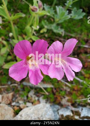 Lewis' monkeyflower (Erythranthe lewisii), Plantae, East Kootenay, BC ...