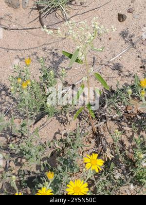 skunkweed (Croton texensis) Plantae Stock Photo - Alamy