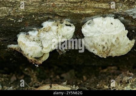 (Hypomyces tremellicola) Fungi Stock Photo - Alamy