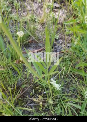 yampahs (Perideridia) Plantae Stock Photo - Alamy