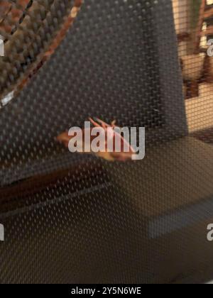 Rose Hooktip (Oreta rosea) Insecta Stock Photo - Alamy