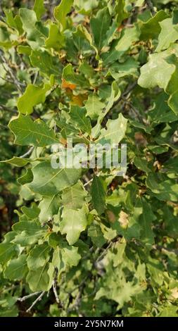 Wavyleaf Oak (Quercus × undulata) Plantae Stock Photo - Alamy