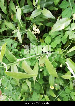white twinevine (Funastrum clausum) Plantae Stock Photo - Alamy