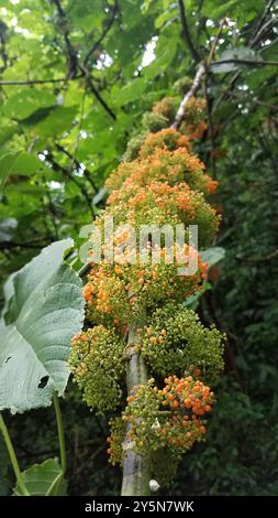 flameberry (Urera caracasana) Plantae Stock Photo - Alamy