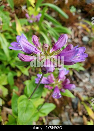 Cascade Beardtongue (Penstemon serrulatus) Plantae Stock Photo - Alamy
