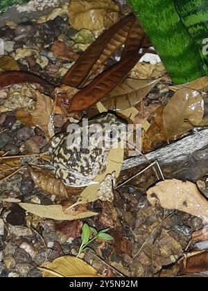 Couch's Spadefoot (Scaphiopus couchii) Amphibia Stock Photo - Alamy