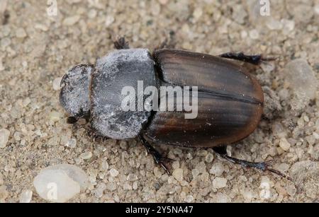 (Colobopterus erraticus) Insecta Stock Photo - Alamy