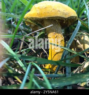 powdery sulfur bolete (Pulveroboletus ravenelii) Fungi Stock Photo - Alamy
