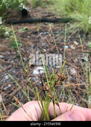 fringed nutrush (Scleria ciliata) Plantae Stock Photo - Alamy