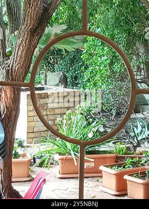 Black Goshawk (Accipiter melanoleucus Stock Photo - Alamy