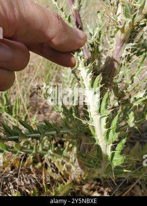 prairie thistle (Cirsium canescens Stock Photo - Alamy