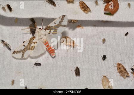 Red-tailed Specter Moth (Euerythra phasma) Insecta Stock Photo - Alamy