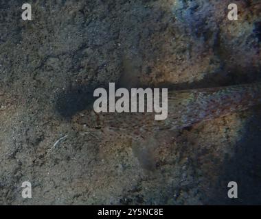 Incognito Goby (Gobius incognitus) Actinopterygii Stock Photo - Alamy