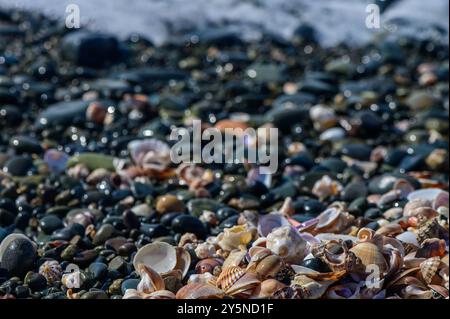 Rocks and shells lining the beach Stock Photo - Alamy