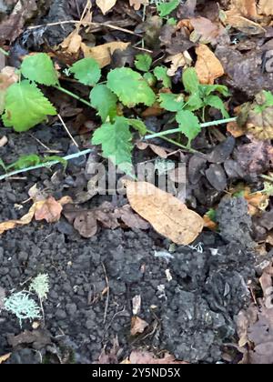 trailing blackberry (Rubus ursinus) Plantae Stock Photo - Alamy