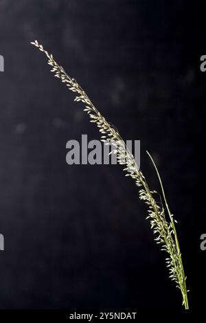 Pine Dropseed (Muhlenbergia tricholepis) Plantae Stock Photo - Alamy
