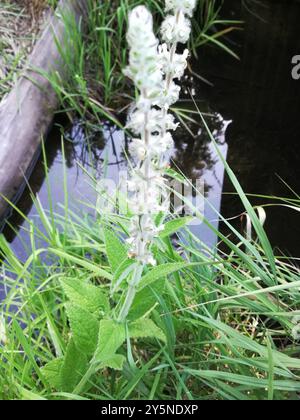 whitestem hedgenettle (Stachys albens), Plantae, Los Angeles, CA, USA ...