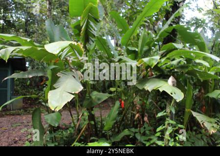 red giant heliconia (Heliconia imbricata) Plantae Stock Photo - Alamy