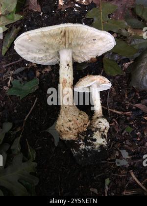 American Club-Footed Lepidella (Amanita rhopalopus) Fungi Stock Photo ...