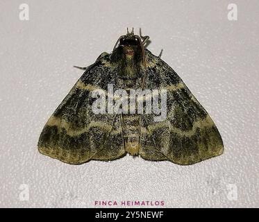 Pyralid Snout Moths (Pyralidae) Insecta Stock Photo - Alamy