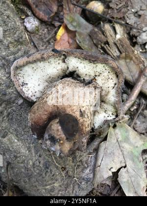 Black Velvet Bolete (Tylopilus alboater), Fungi, Maryland, US, Several ...