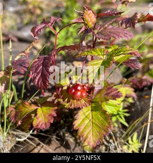 Arctic raspberry (Rubus arcticus), Plantae, Провиденский р-н, Чукотский ...