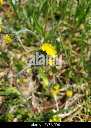 Slender Hawkweed (Hieracium triste) Plantae Stock Photo - Alamy