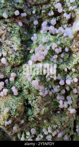 (Baeomyces heteromorphus) Fungi Stock Photo - Alamy