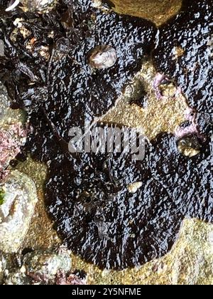 encrusting red algae (Mastocarpus) Plantae Stock Photo - Alamy