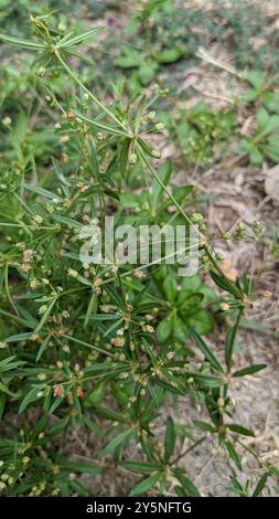 green carpetweed (Mollugo verticillata) Plantae Stock Photo - Alamy