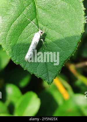 Small Ermine Moths (Yponomeuta), Insecta, Kehlen, Zone Industrielle 3 ...