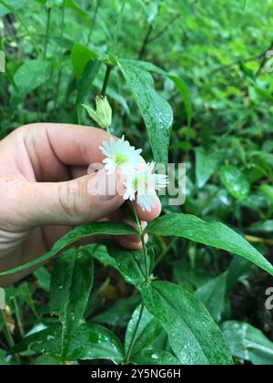 starry campion (Silene stellata) Plantae Stock Photo - Alamy
