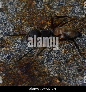 Ant-mimic Spiders (Myrmarachne) Arachnida Stock Photo - Alamy