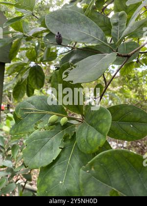 Terminalia muelleri Terminalia muelleri Stock Photo - Alamy