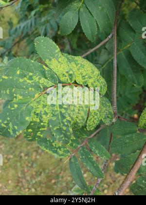 European mountain ash ringspot-associated virus (Emaravirus sorbi Stock ...