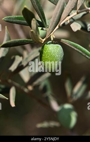 Fresh olives hanging from the branches of an olive tree in Italy Stock ...
