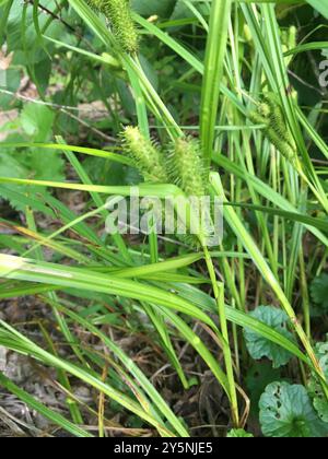 Frank's sedge (Carex frankii) Plantae Stock Photo - Alamy